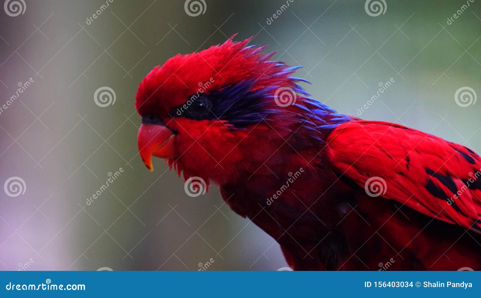 Perroquet Rouge Dans Le Parc Des Oiseaux Photo stock - Image du ...