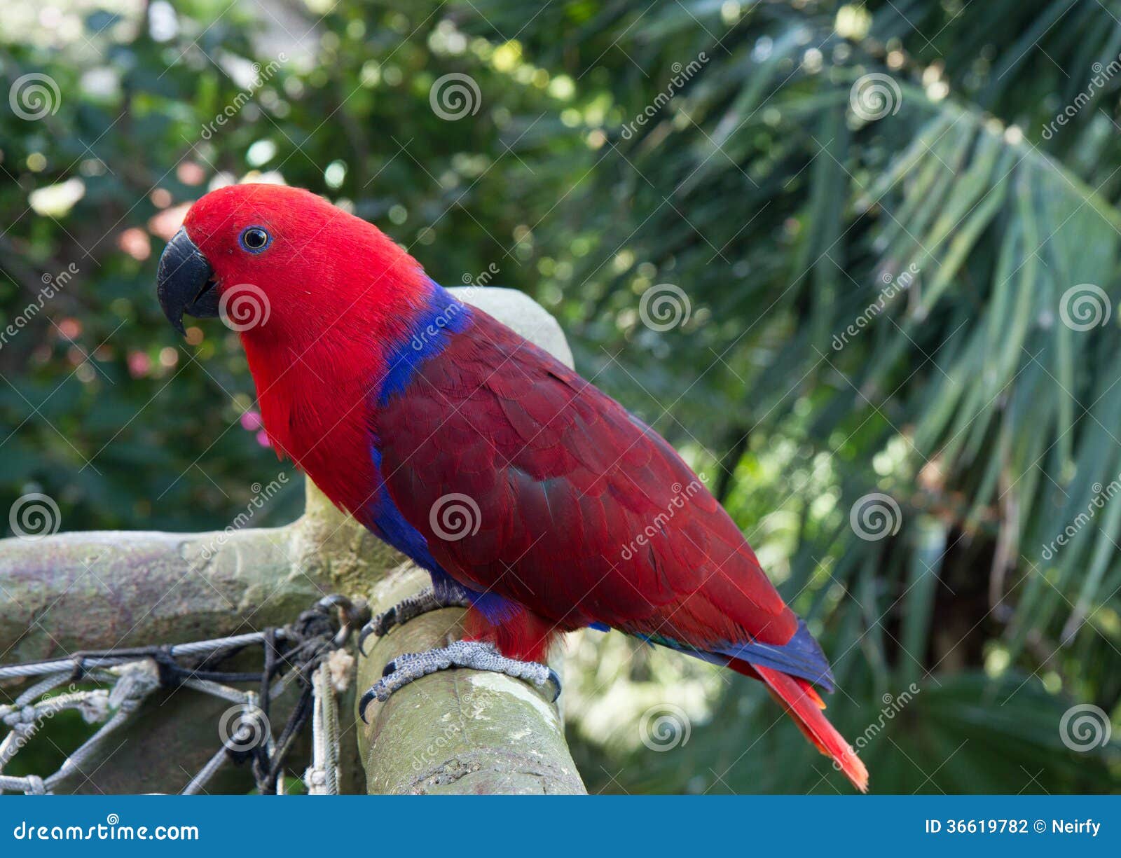 Perroquet Rouge Et Bleu Coloré Sur La Perche Photographie stock - Image ...