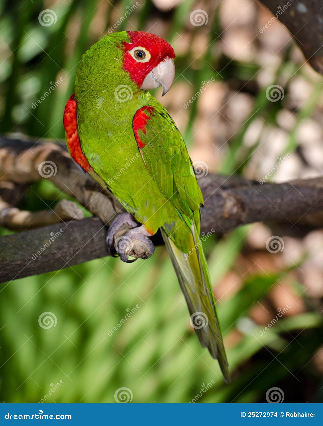 Perroquet rouge et vert photo stock. Image du exotisme - 25272974