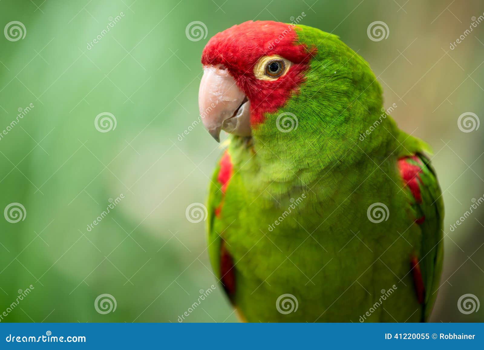 Perroquet Rouge Et Vert De Conure Image stock - Image du domestique ...