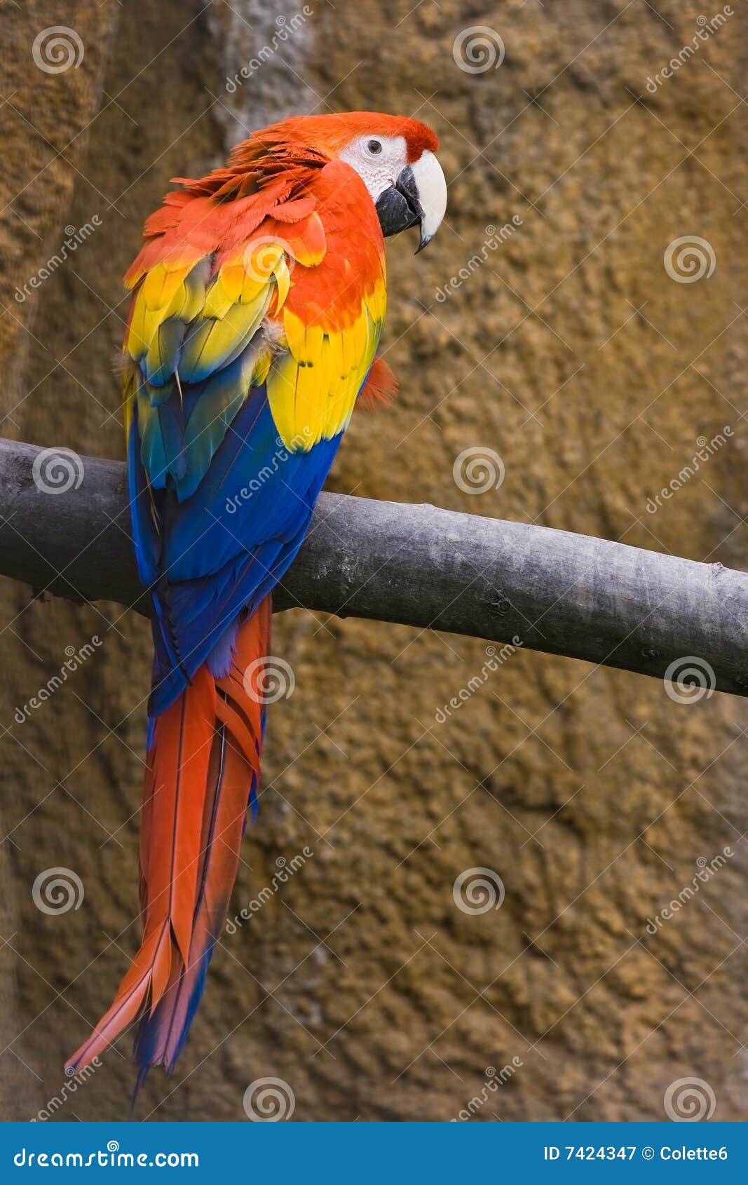 Perroquet Rouge, Jaune, Bleu Image stock - Image du perroquet, oiseaux ...