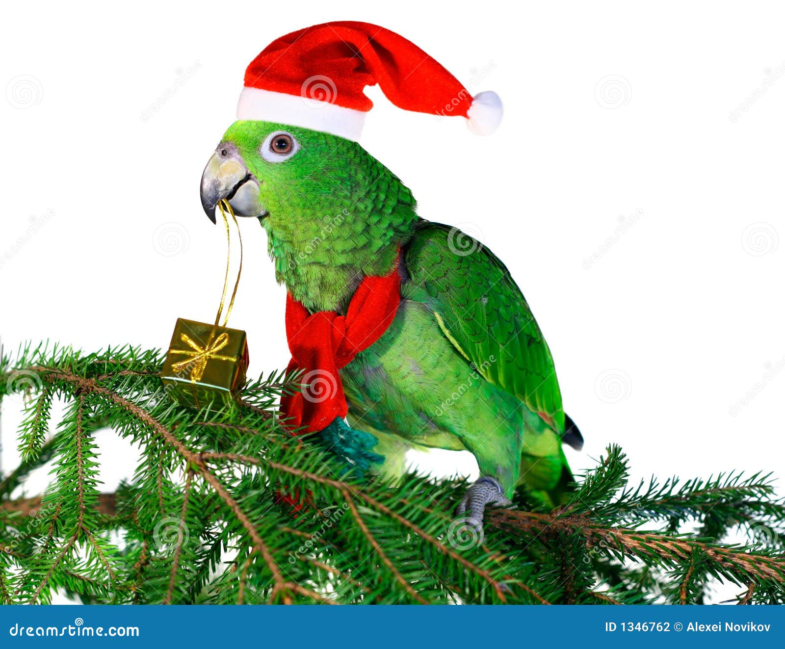 Perroquet Santa 2 photo stock. Image du noël, fête, jésus - 1346762