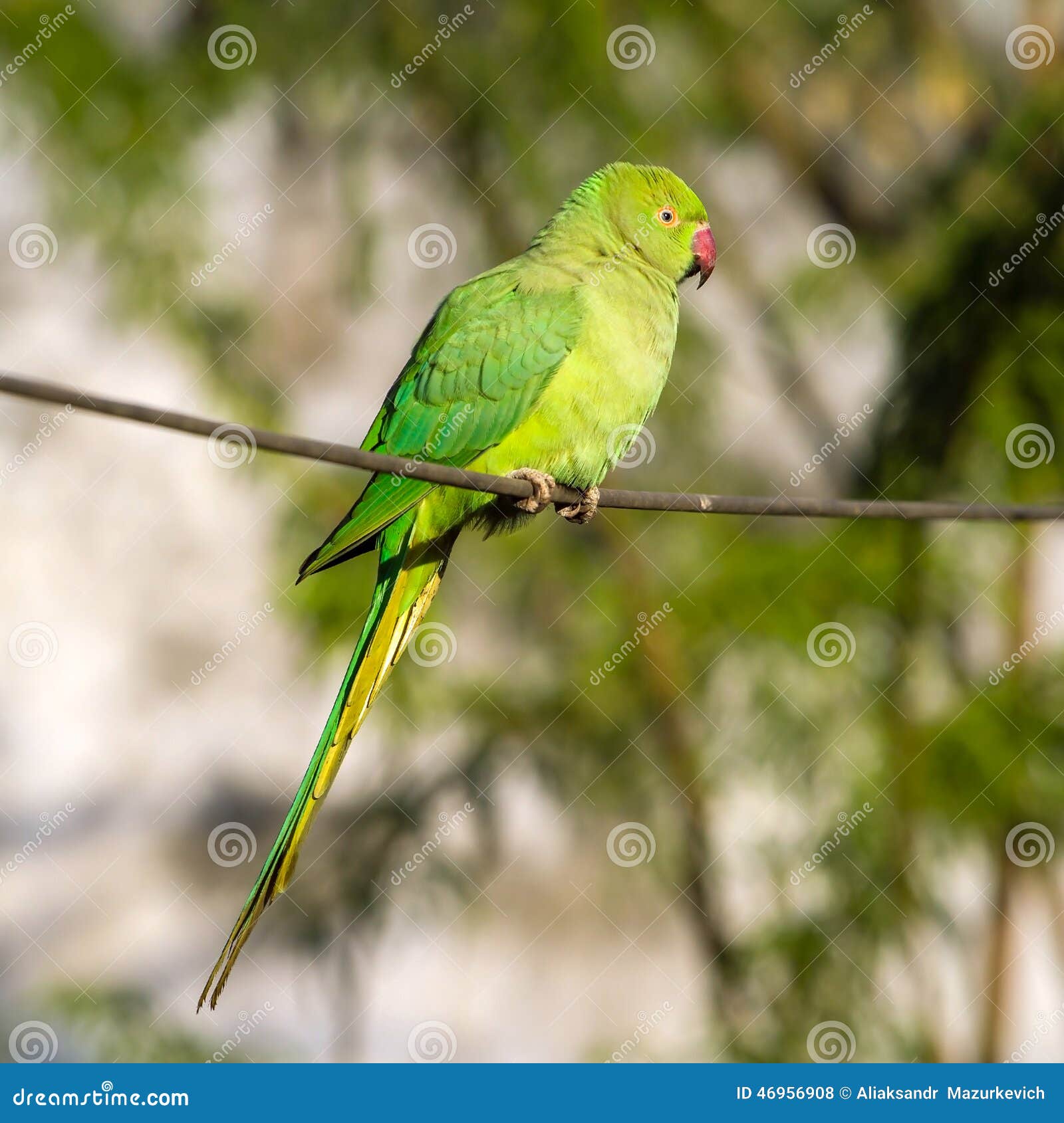 Perroquet Vert De Perruche De Ringnecked D'Indien Photo stock - Image ...