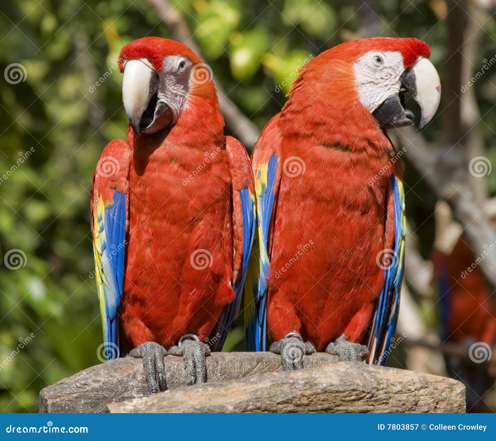 Perroquets rouges image stock. Image du arbre, griffe - 7803857