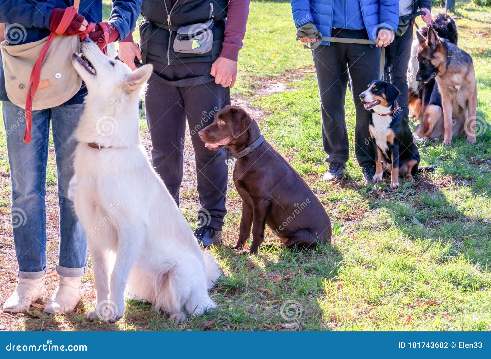 Perros foto de archivo. Imagen de grupo, activo, coleta - 101743602