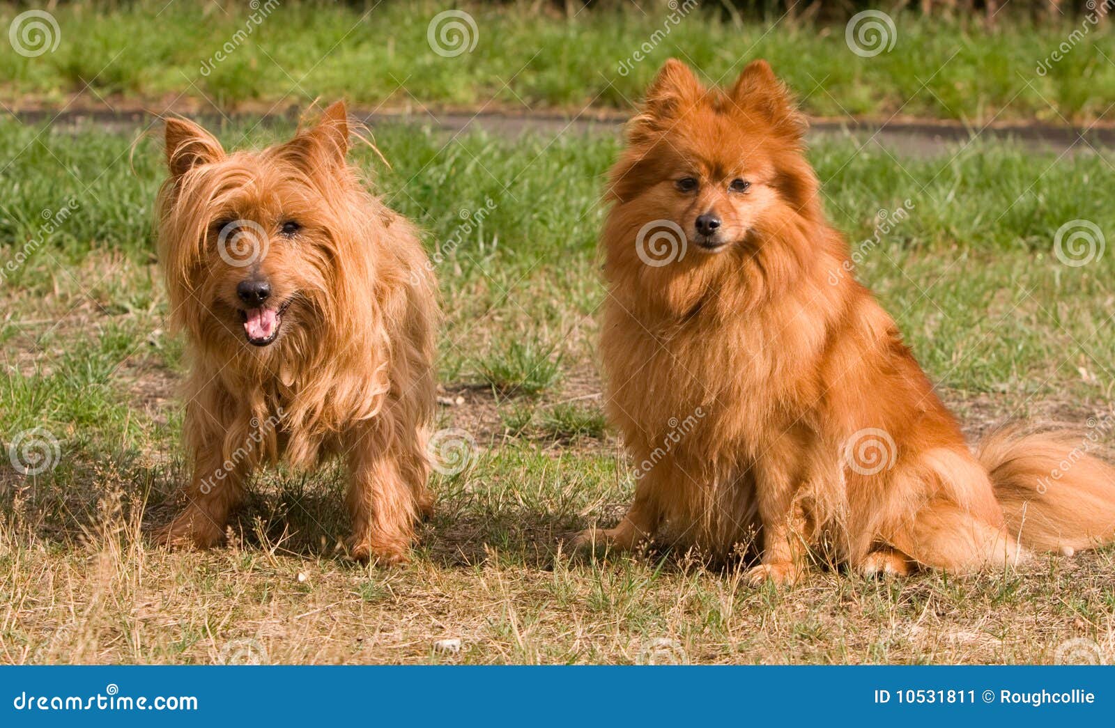 Perros adorables imagen de archivo. Imagen de peludo - 10531811