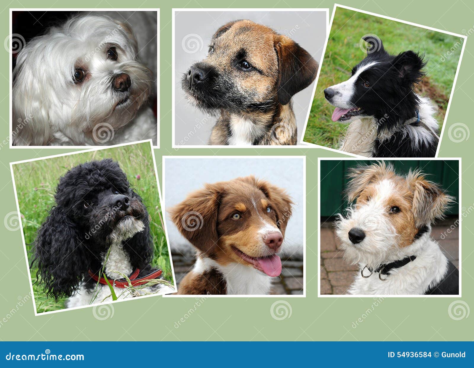 Perros, collage foto de archivo. Imagen de doméstico - 54936584