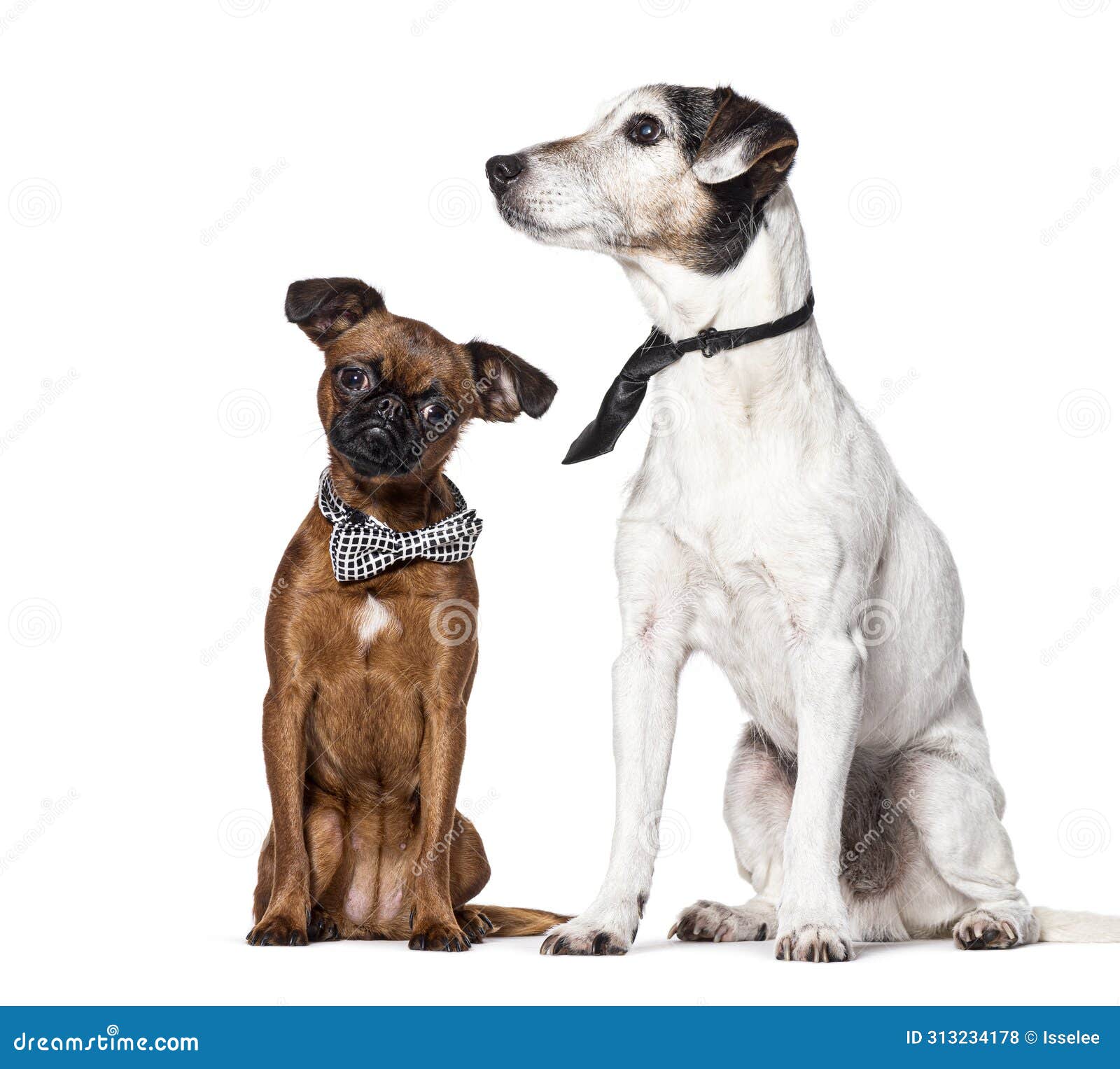 Perros Con Corbata De Arco Y Cravat Aislados En Blanco Foto de archivo ...