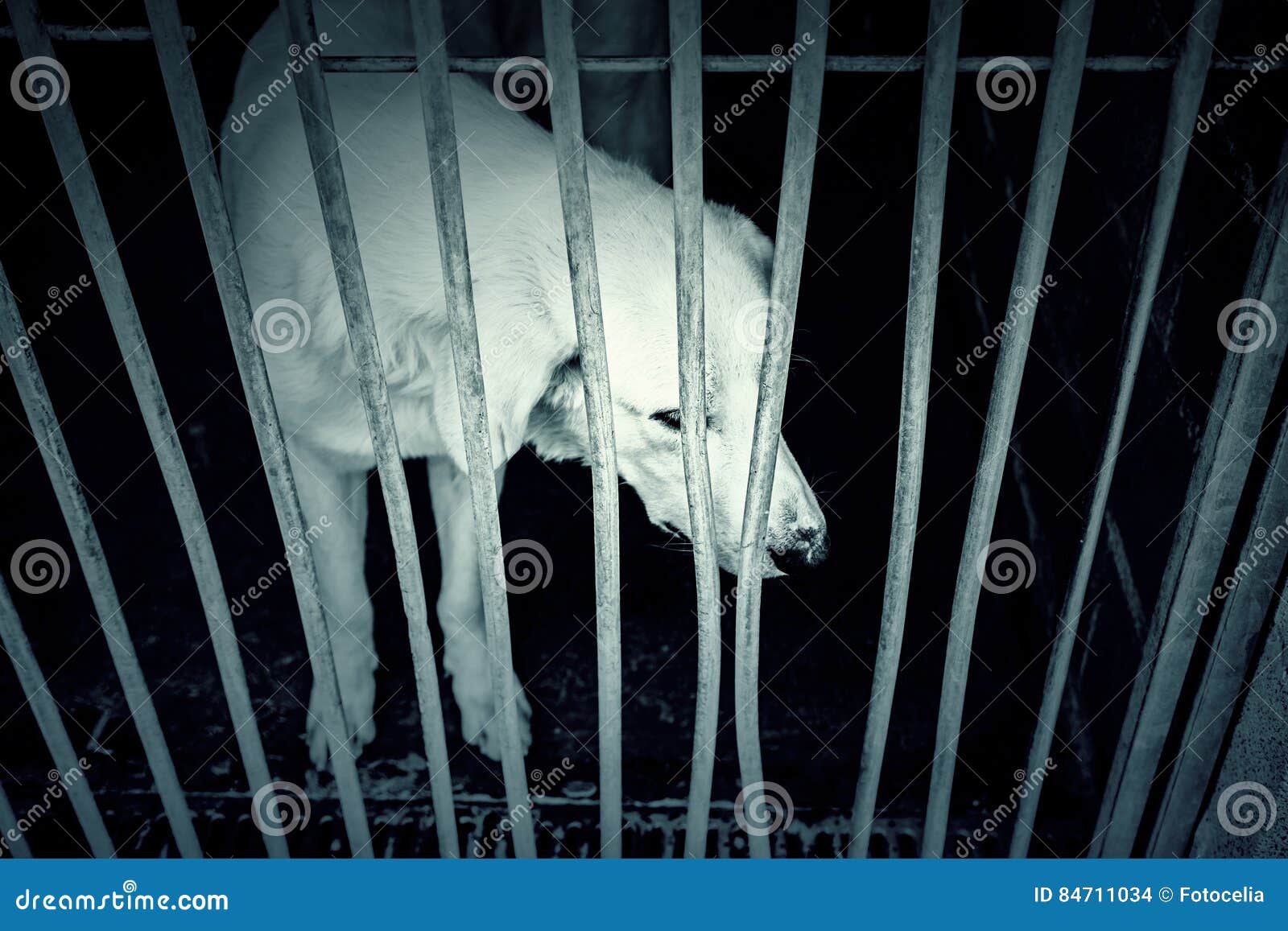 Perros con miedo foto de archivo. Imagen de ansiedad - 84711034