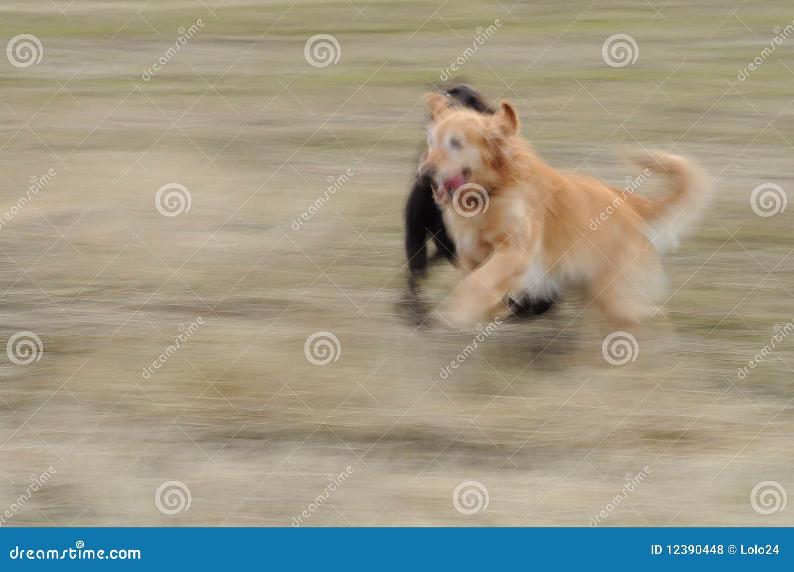 Perros corrientes foto de archivo. Imagen de labrador - 12390448