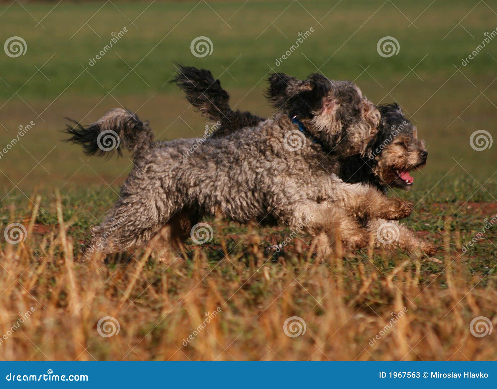 Perros corrientes imagen de archivo. Imagen de animales - 1967563