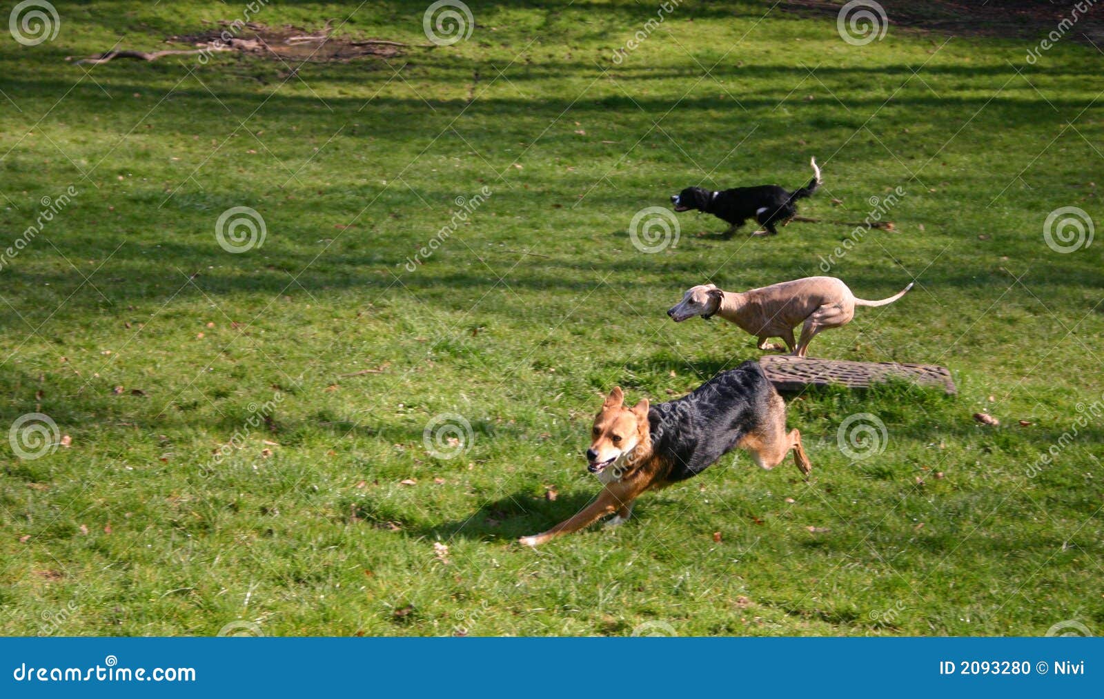 Perros corrientes foto de archivo. Imagen de mezclado - 2093280