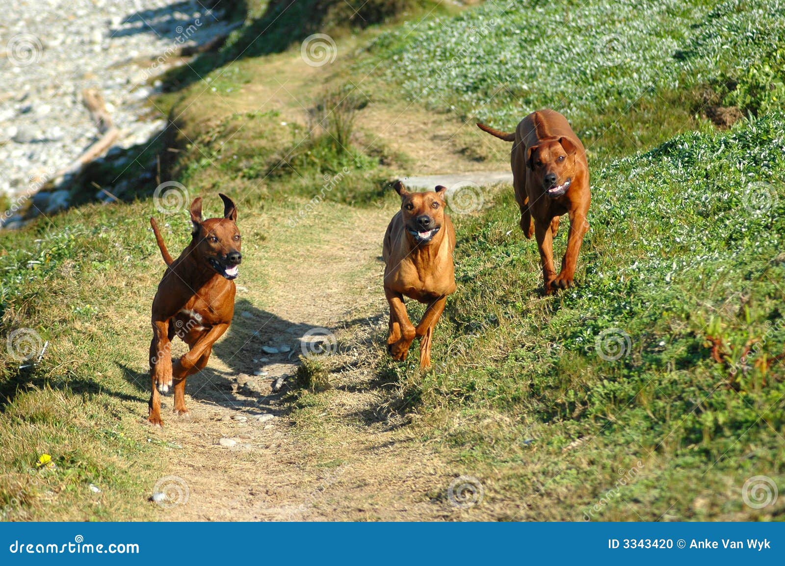 Perros corrientes foto de archivo. Imagen de feliz, movimiento - 3343420