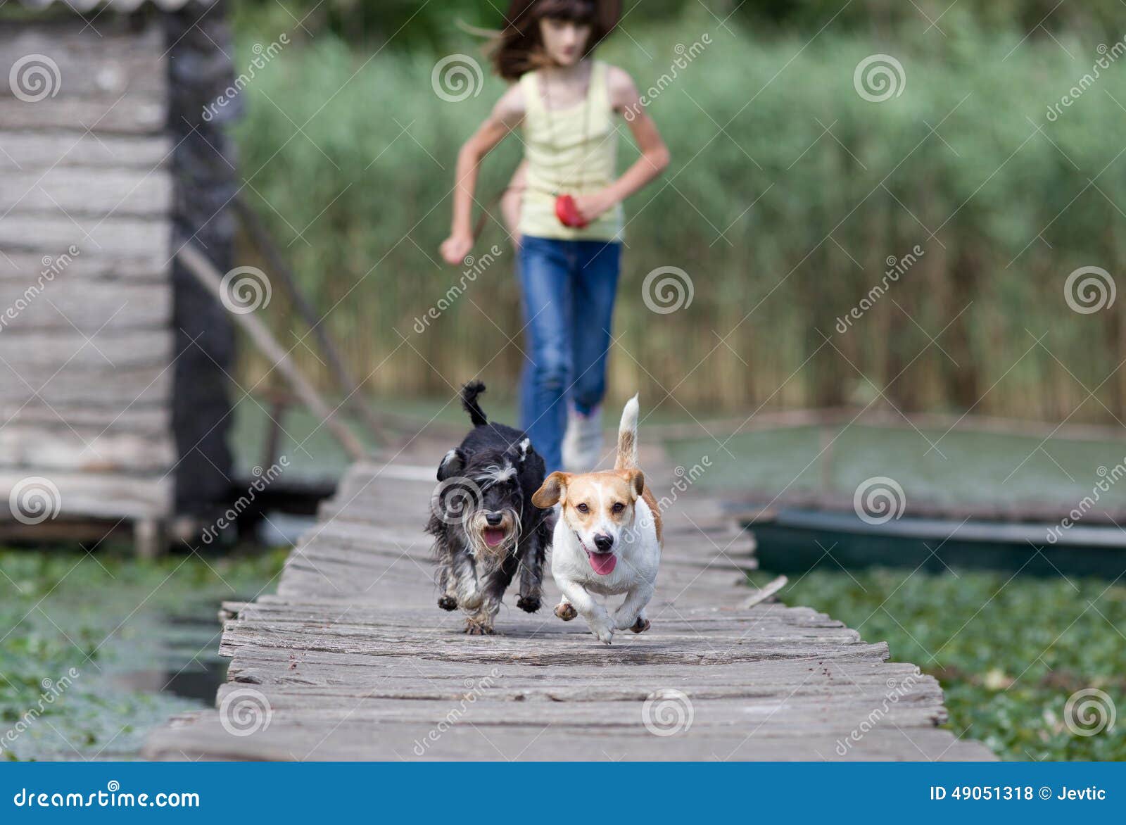 Perros corrientes foto de archivo. Imagen de exterior - 49051318