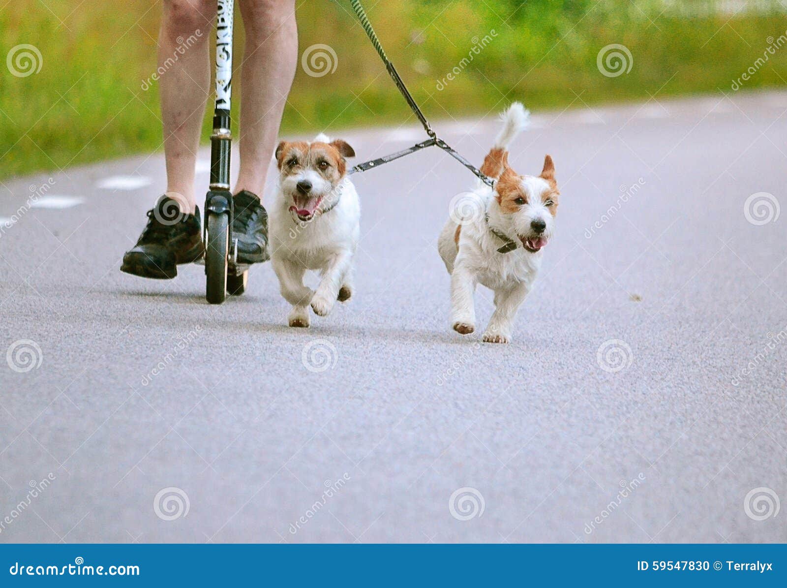 Perros corrientes foto de archivo. Imagen de asfalto - 59547830