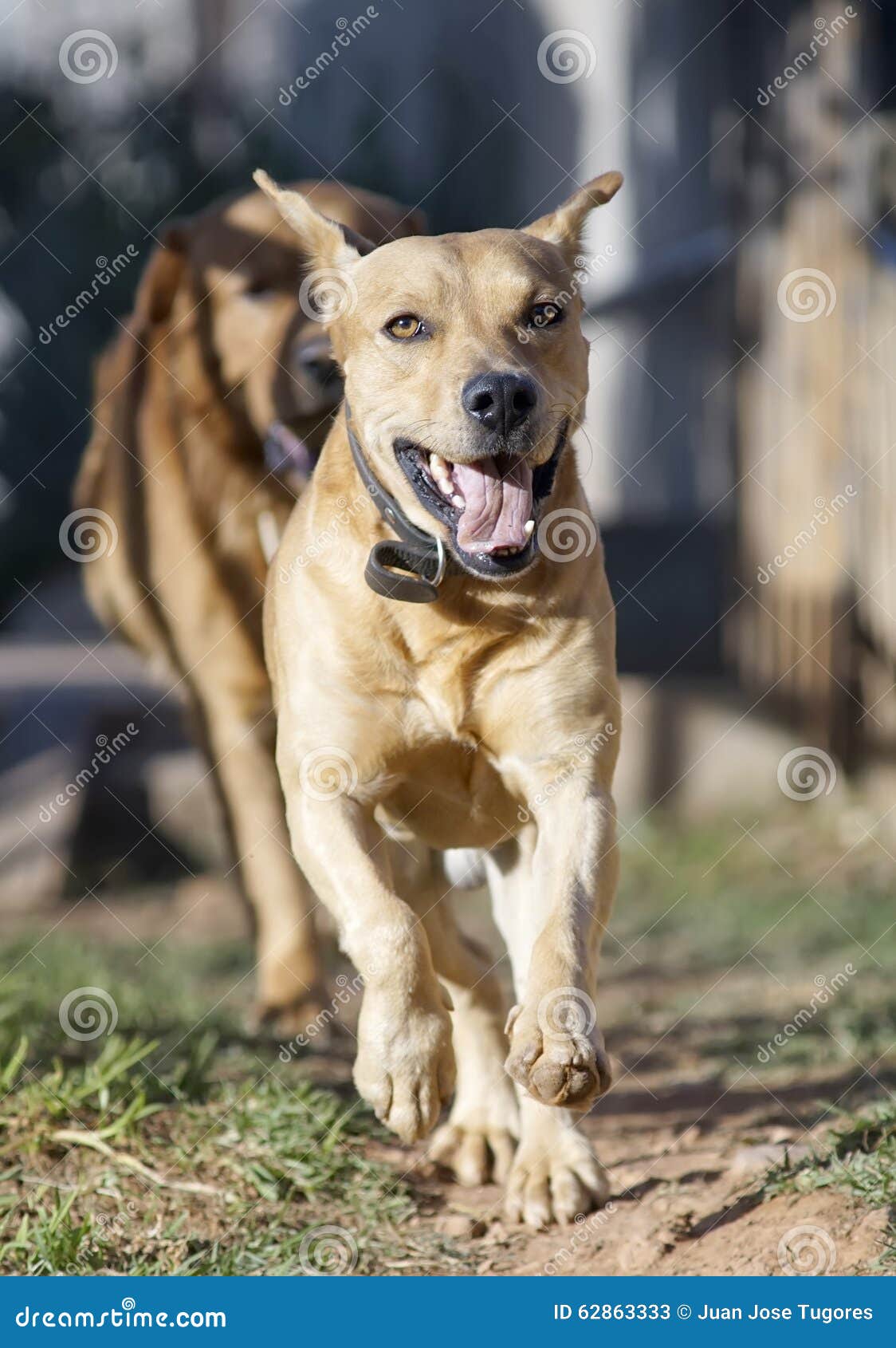 Perros corrientes imagen de archivo. Imagen de mascota - 62863333