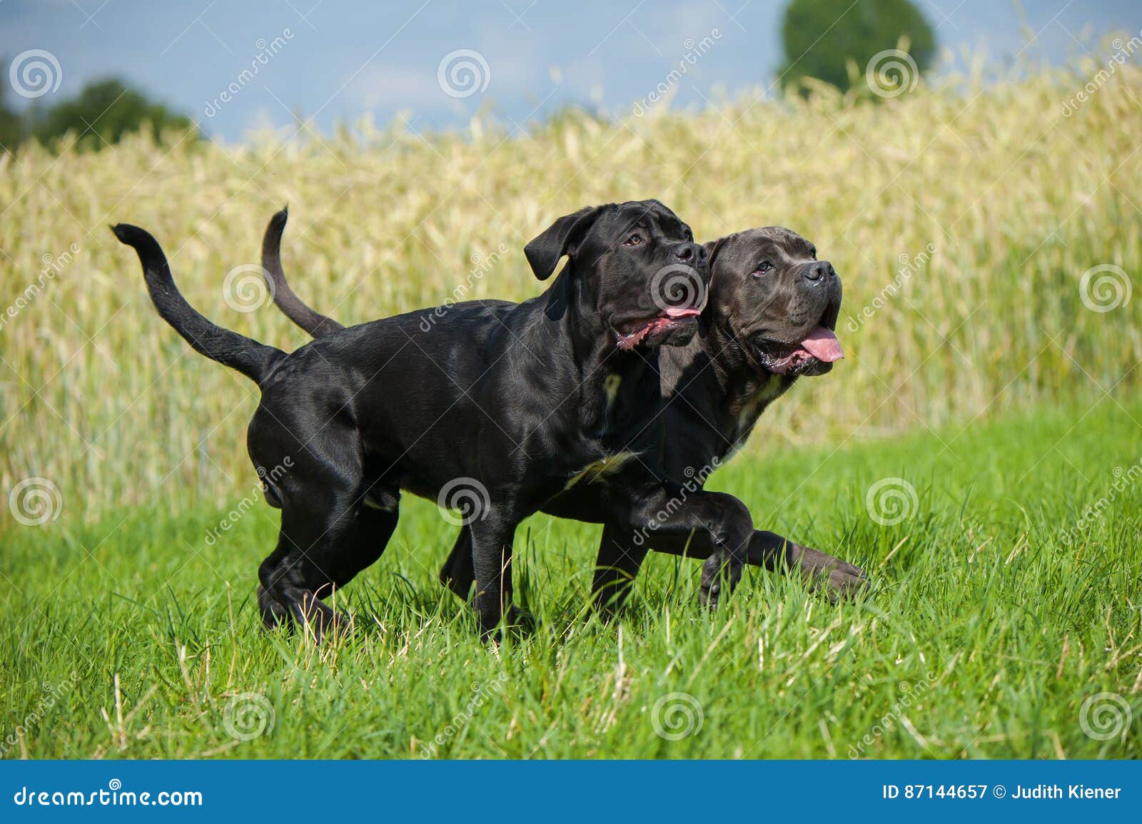 Perros corrientes imagen de archivo. Imagen de calor - 87144657