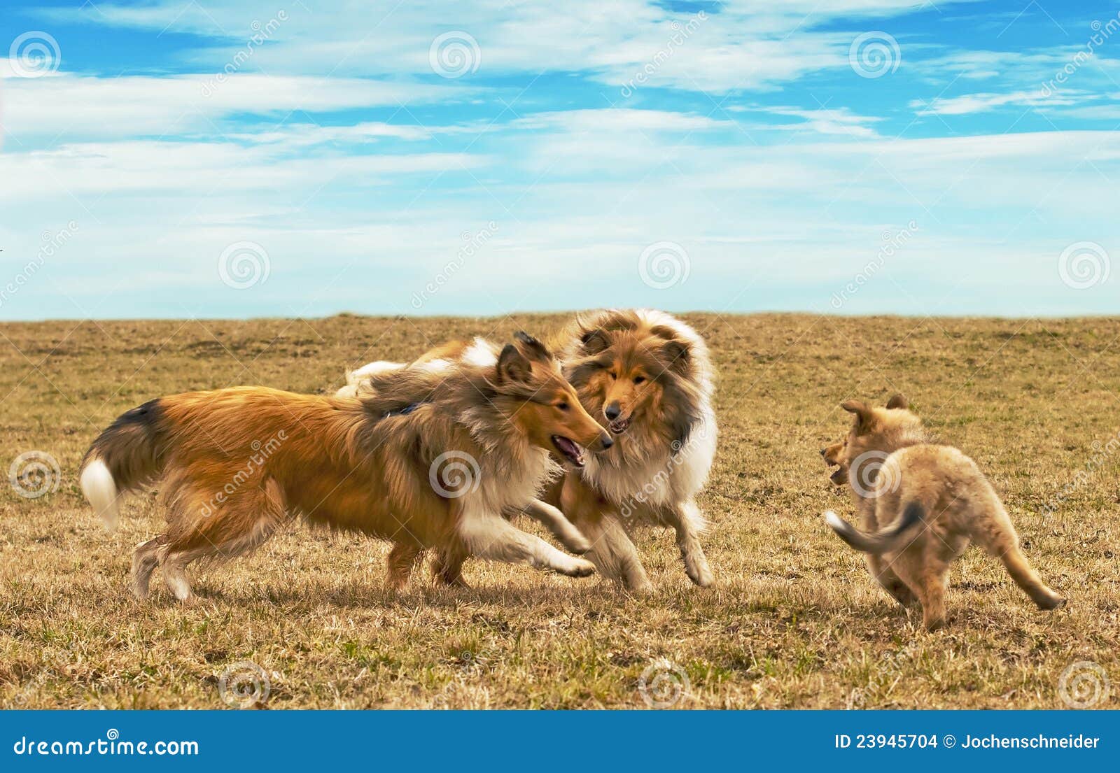 Perros Corrientes Del Collie Foto de archivo - Imagen de tres, joven ...