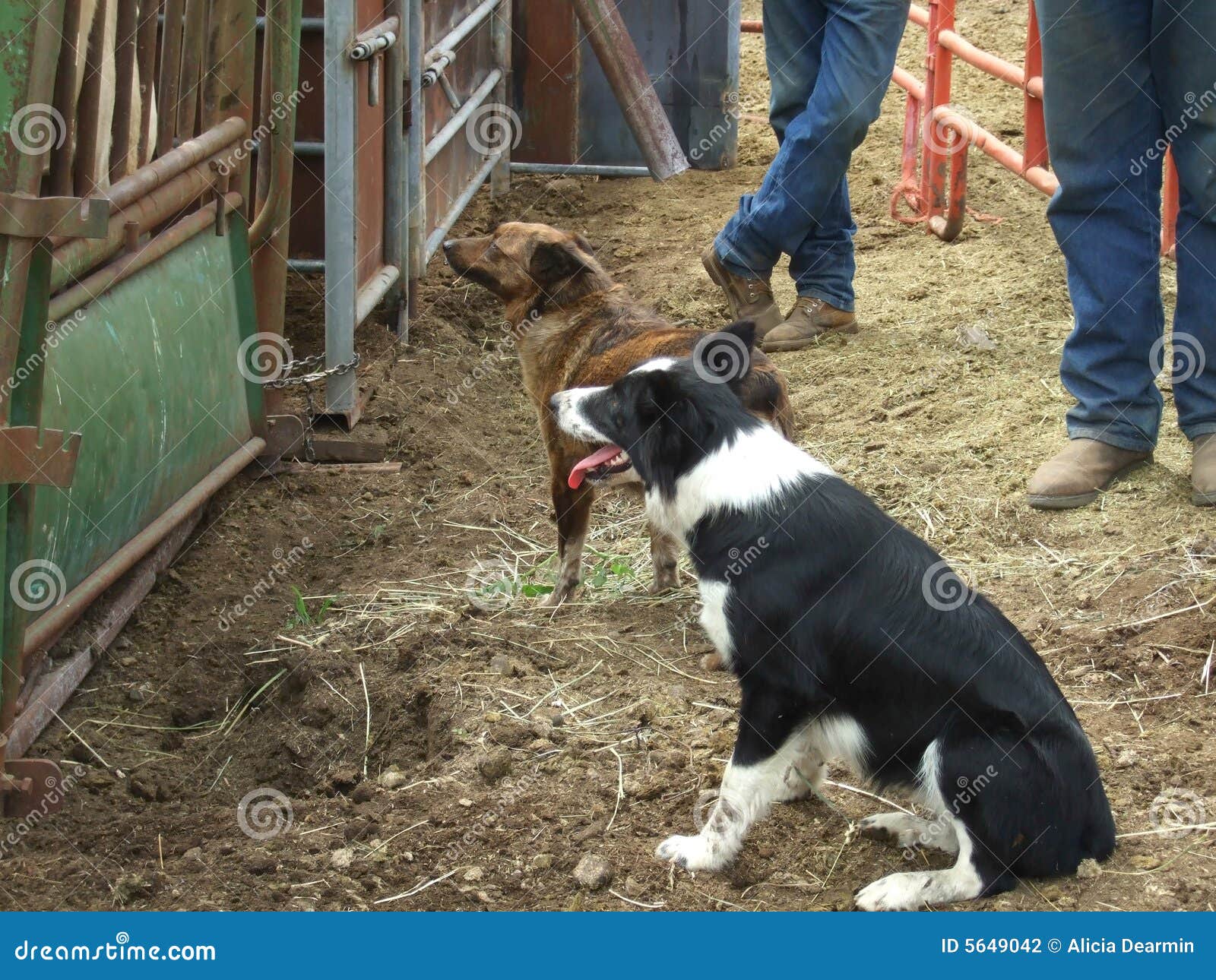 Perros De Funcionamiento Y Vaqueros Foto de archivo - Imagen de granja ...
