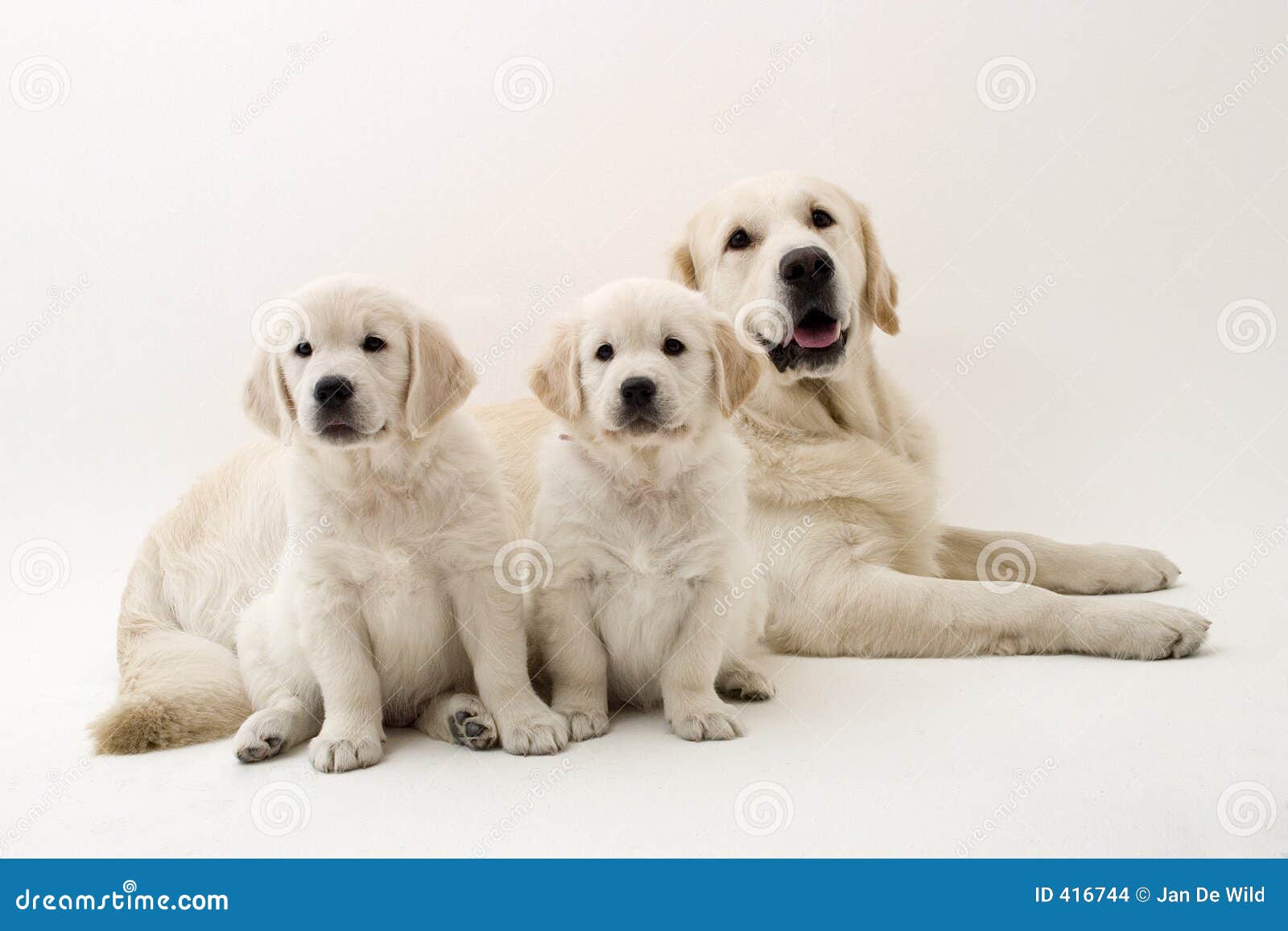 Perros De La Familia Imagenes de archivo - Imagen: 416744