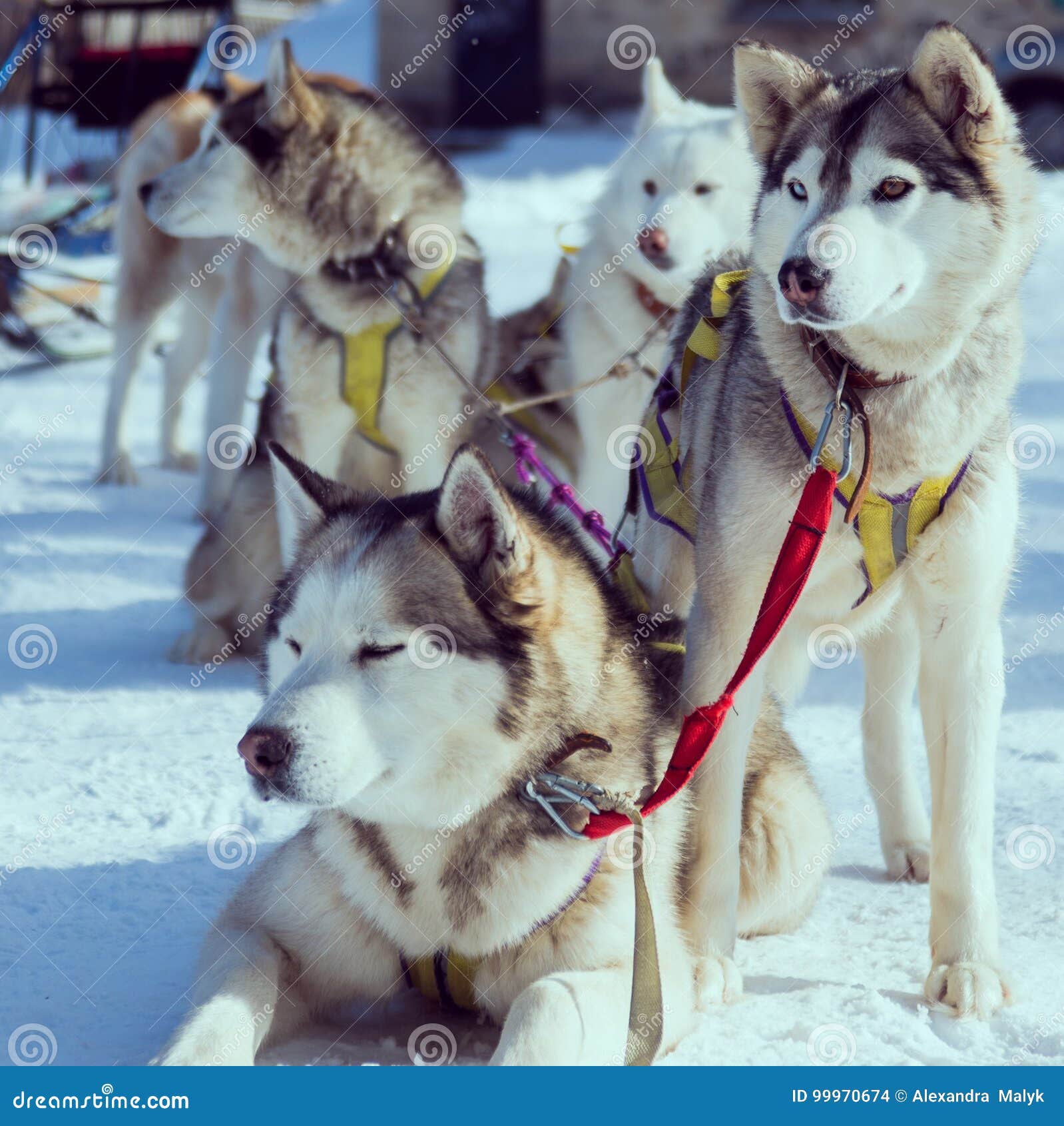 Perros de la nieve foto de archivo. Imagen de raza, hermoso - 99970674