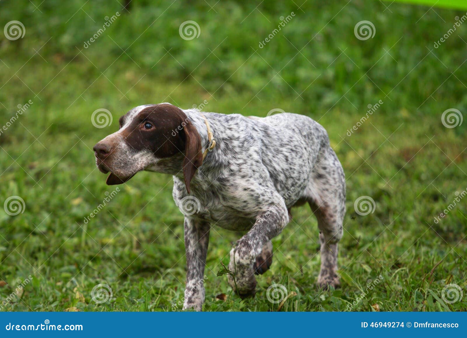 Perros De La Trufa De La Raza Foto de archivo - Imagen de raro, cena ...