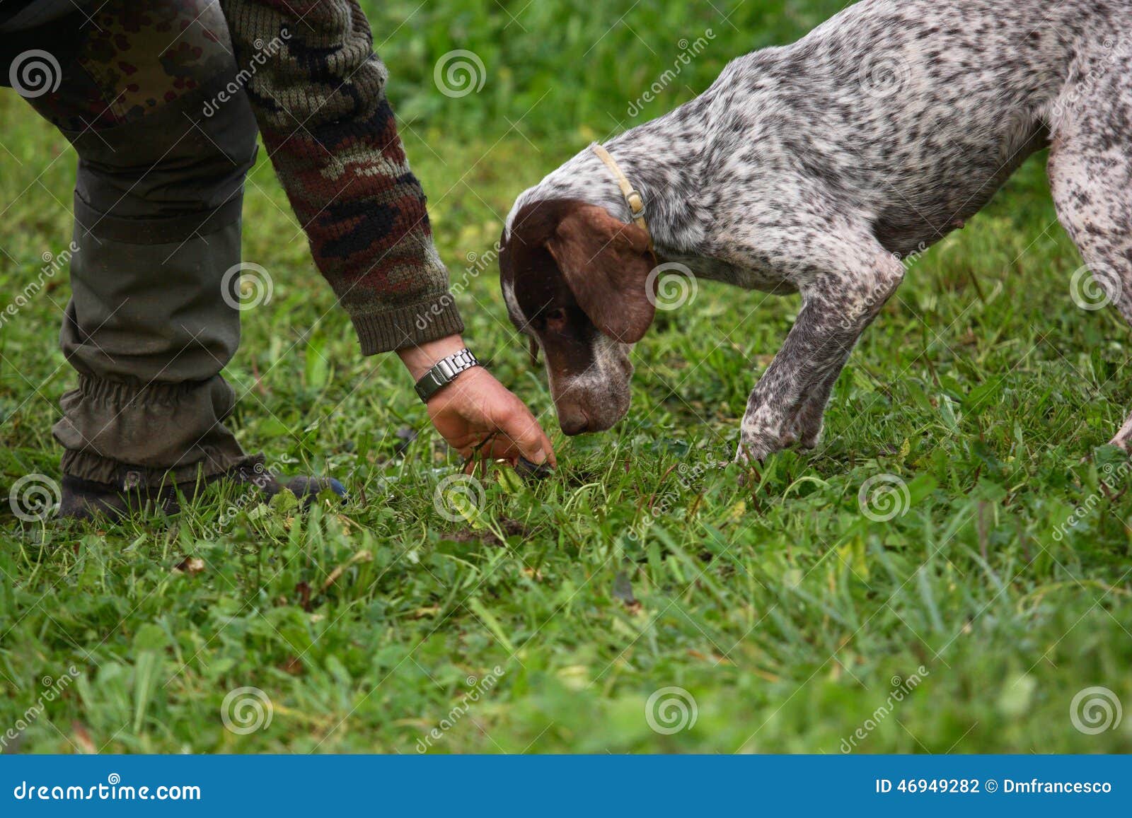 Perros De La Trufa De La Raza Foto de archivo - Imagen de italia, seta ...