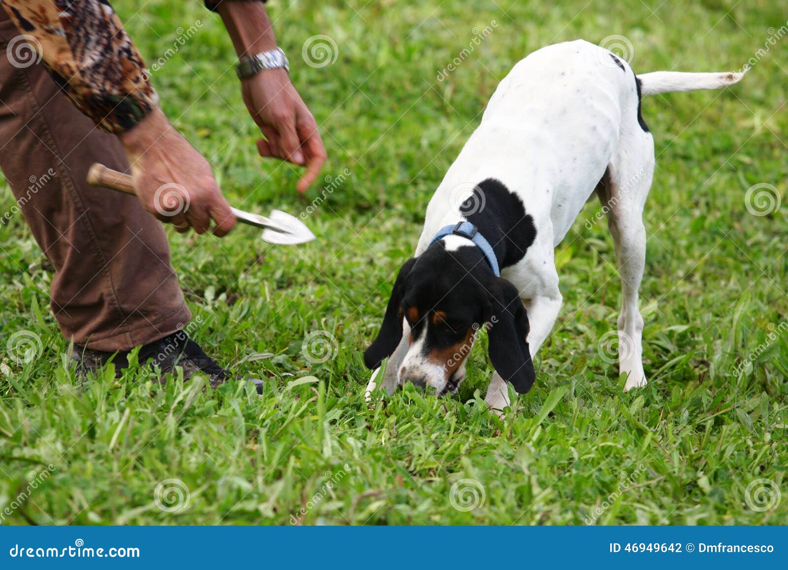 Perros De La Trufa De La Raza Foto de archivo - Imagen de italia, seta ...