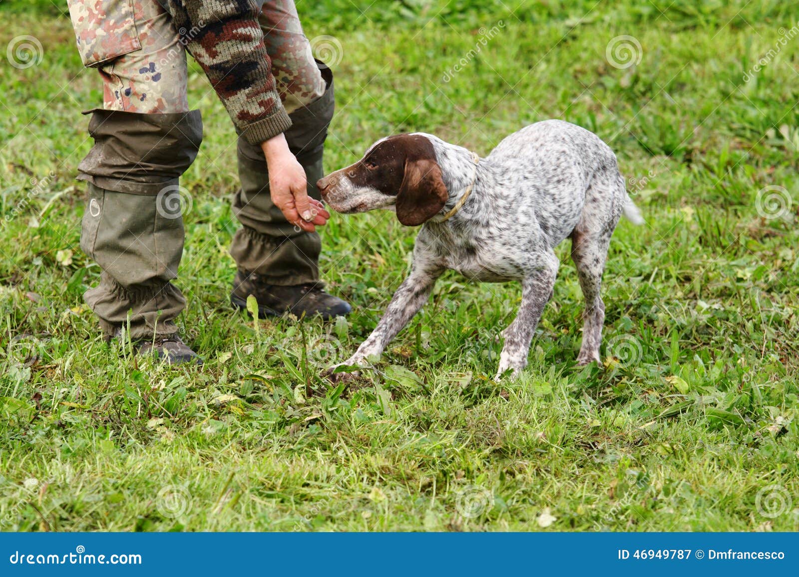 Perros De La Trufa De La Raza Imagen de archivo - Imagen de comestible ...