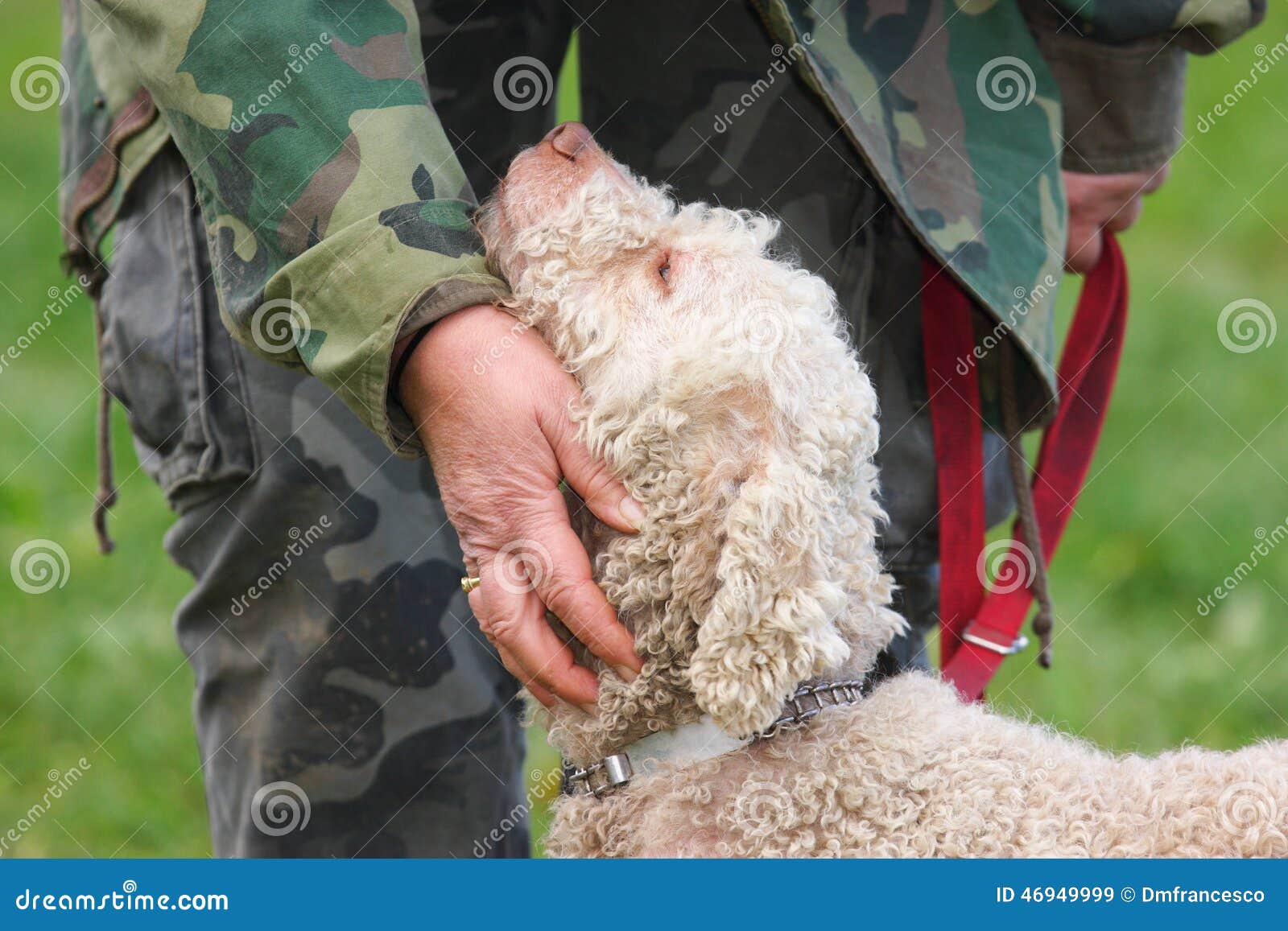 Perros De La Trufa De La Raza Imagen de archivo - Imagen de delicadeza ...