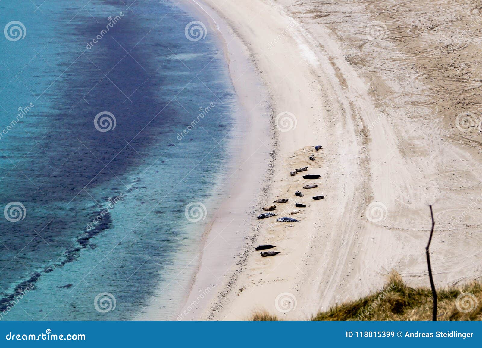 Perros de mar en la playa imagen de archivo. Imagen de coastline ...