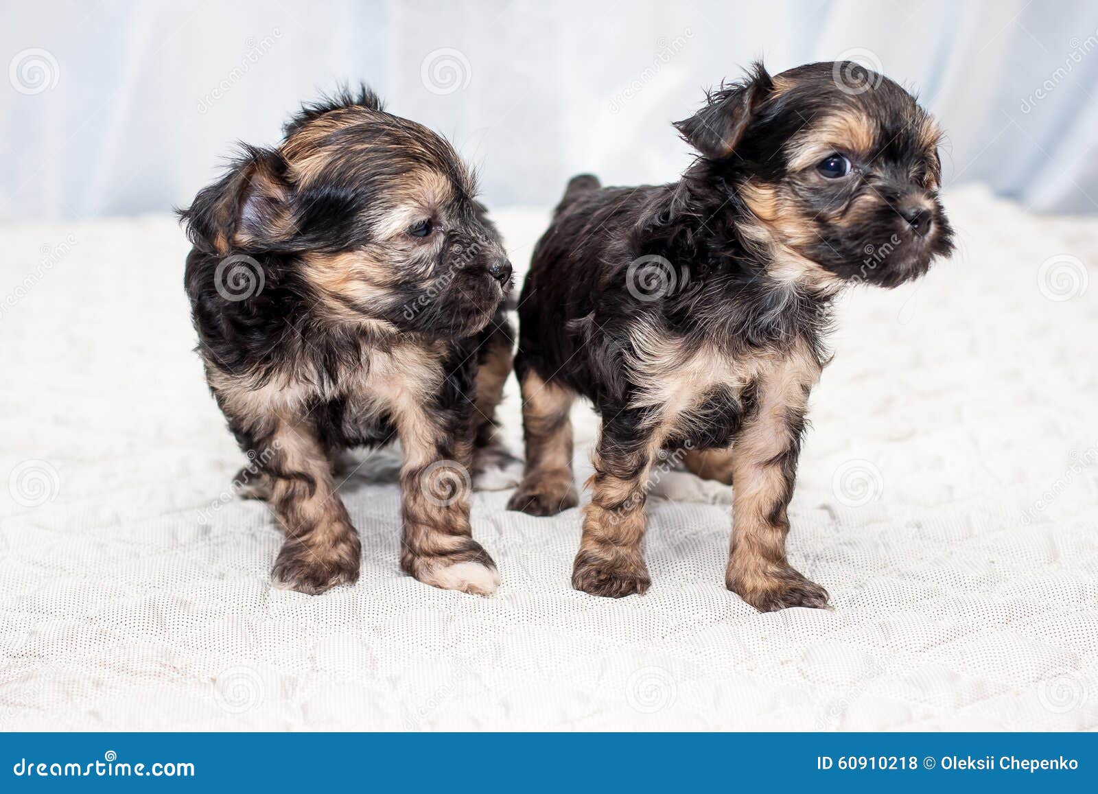 Perros de perrito chinos foto de archivo. Imagen de mascota - 60910218