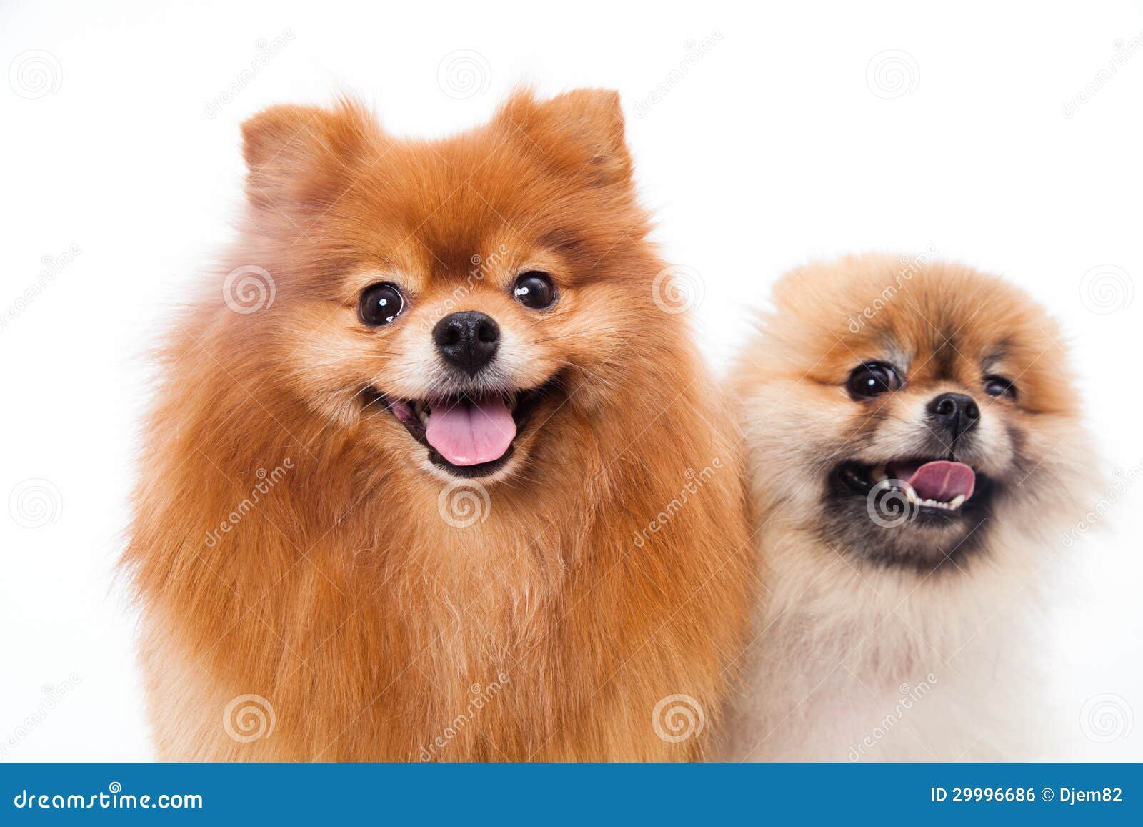 Perros de Pomeranian foto de archivo. Imagen de frondoso - 29996686