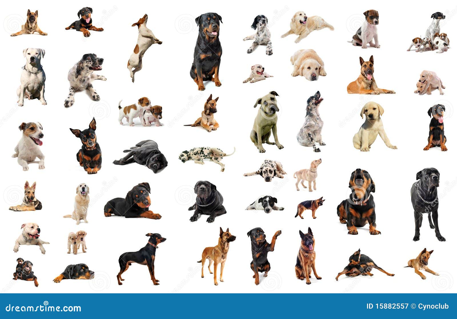 Perros de protector imagen de archivo. Imagen de collar - 15882557