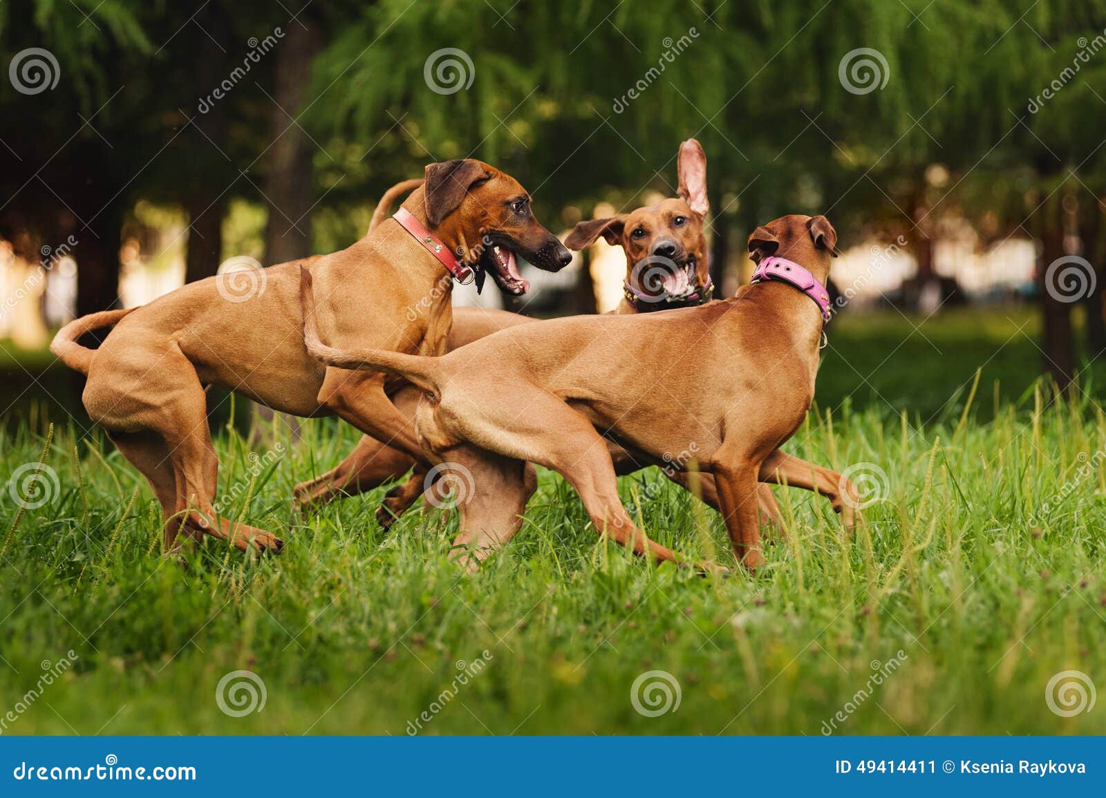Perros De Rhodesian Ridgeback Que Juegan En Verano Imagen de archivo ...