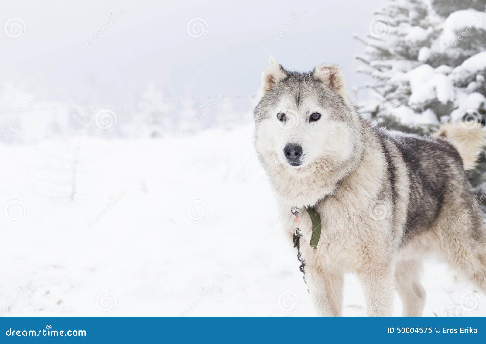 Perros Del Husky Siberiano En La Nieve Imagen de archivo - Imagen de ...