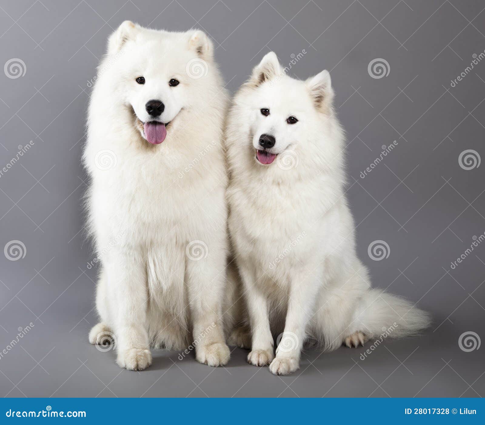 Perros del samoyedo foto de archivo. Imagen de amor, azul - 28017328