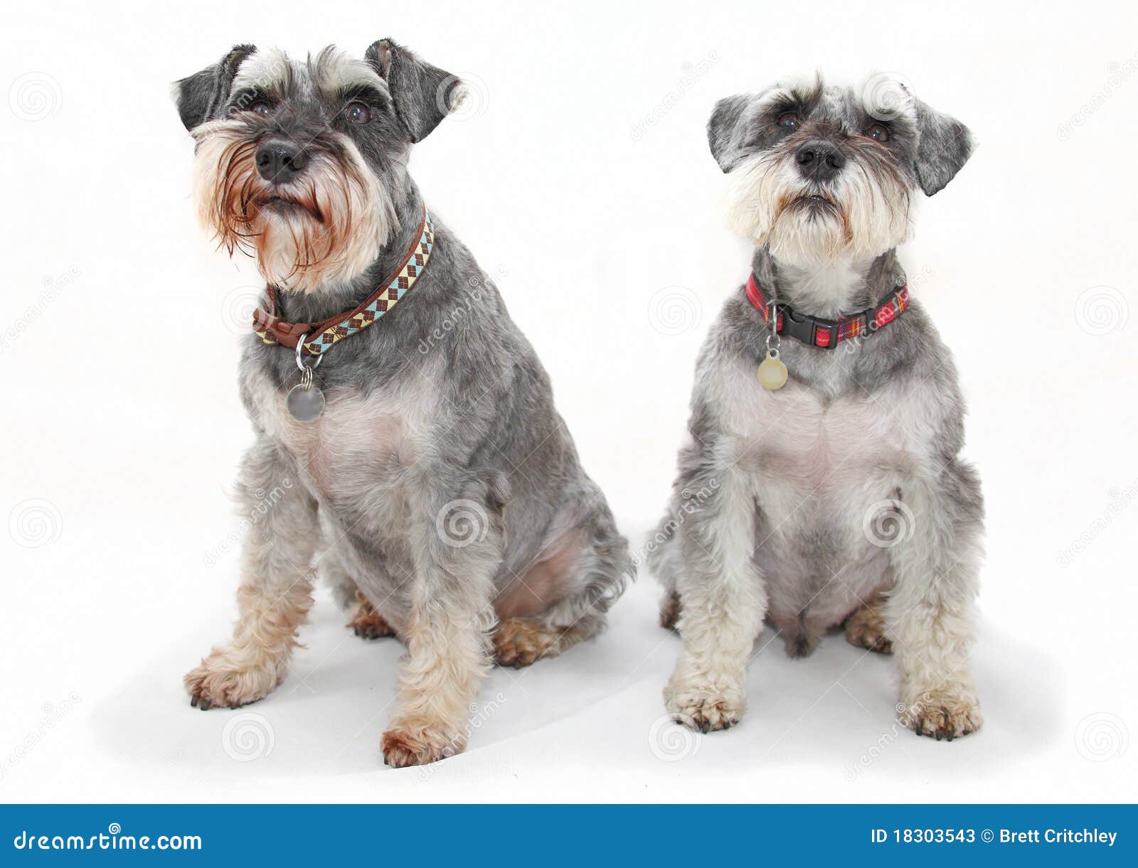 Perros del Schnauzer imagen de archivo. Imagen de hermanos - 18303543