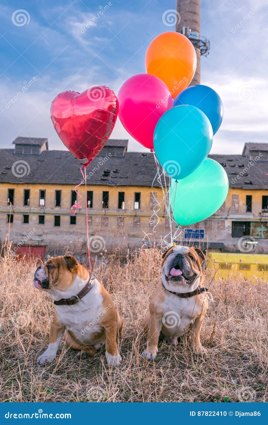 Perros Divertidos Con Los Globos Foto de archivo - Imagen de helio ...