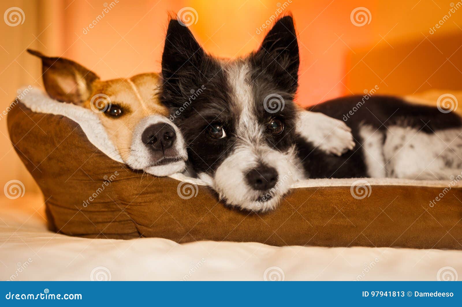 Perros en amor imagen de archivo. Imagen de perezoso - 97941813