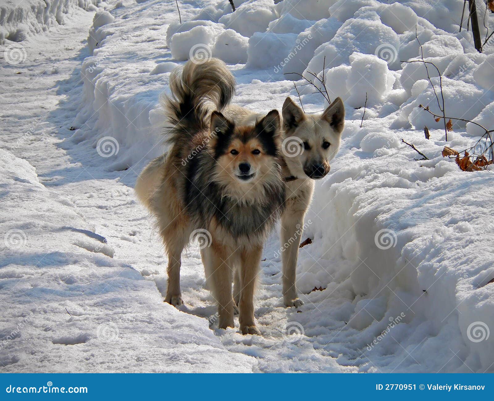 Perros en la nieve 1 imagen de archivo. Imagen de primer - 2770951