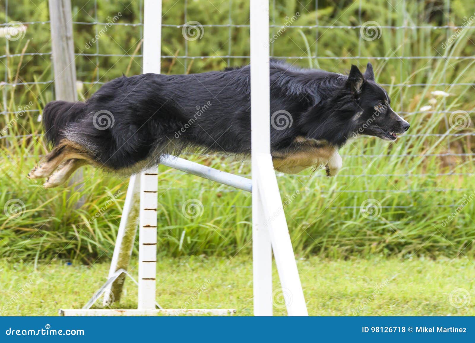Perros En Una Competencia De La Agilidad Foto de archivo - Imagen de ...
