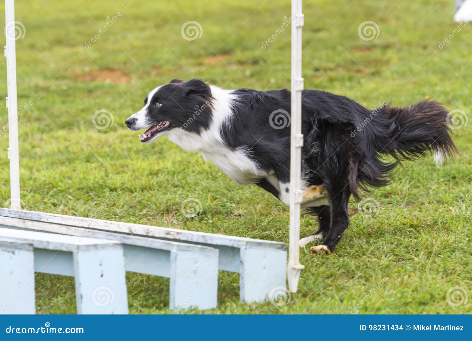 Perros En Una Competencia De La Agilidad Imagen de archivo editorial ...