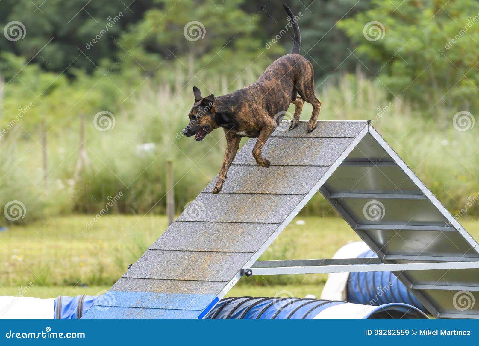 Perros En Una Competencia De La Agilidad Imagen de archivo editorial ...