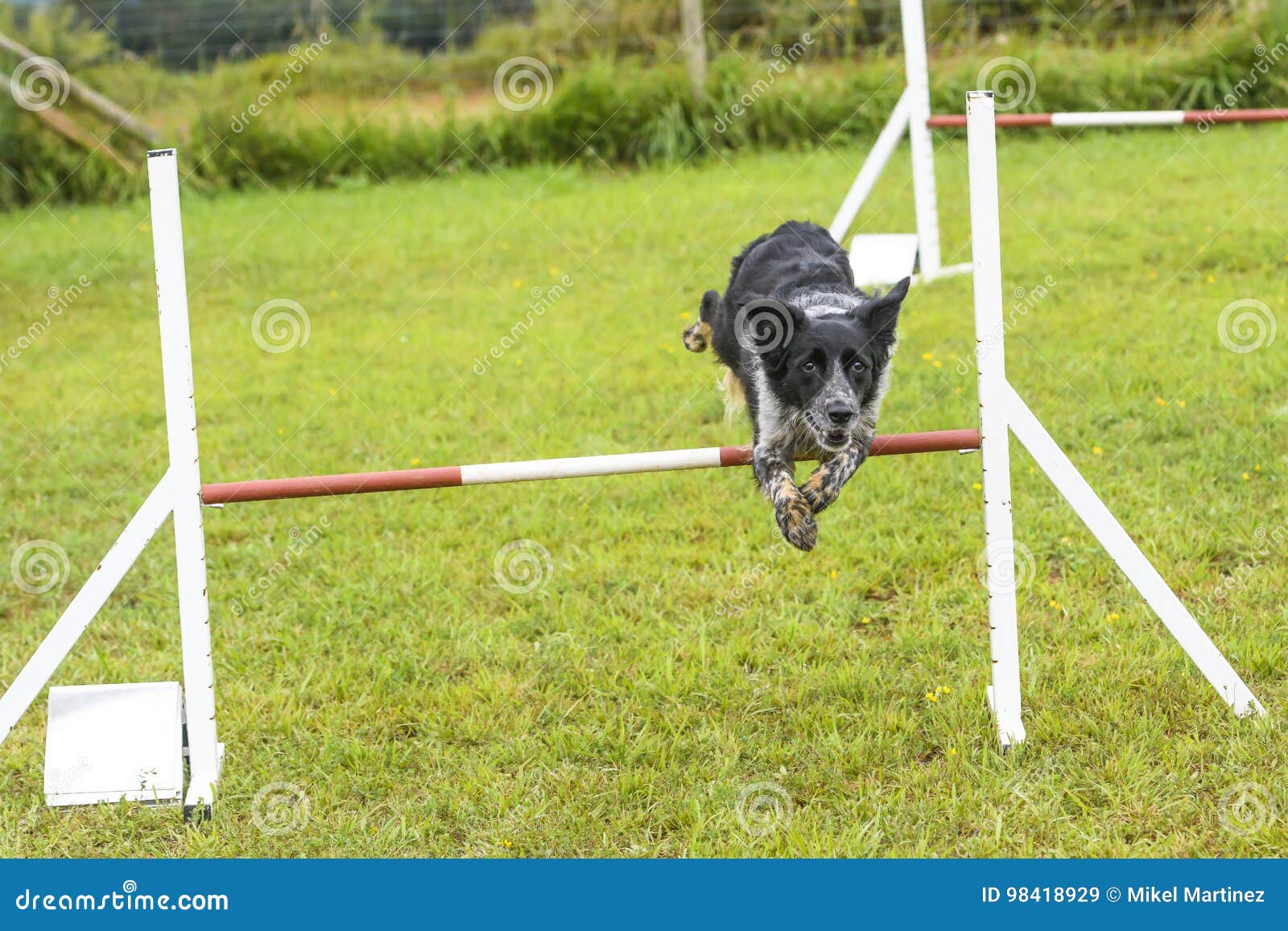 Perros En Una Competencia De La Agilidad Imagen de archivo editorial ...