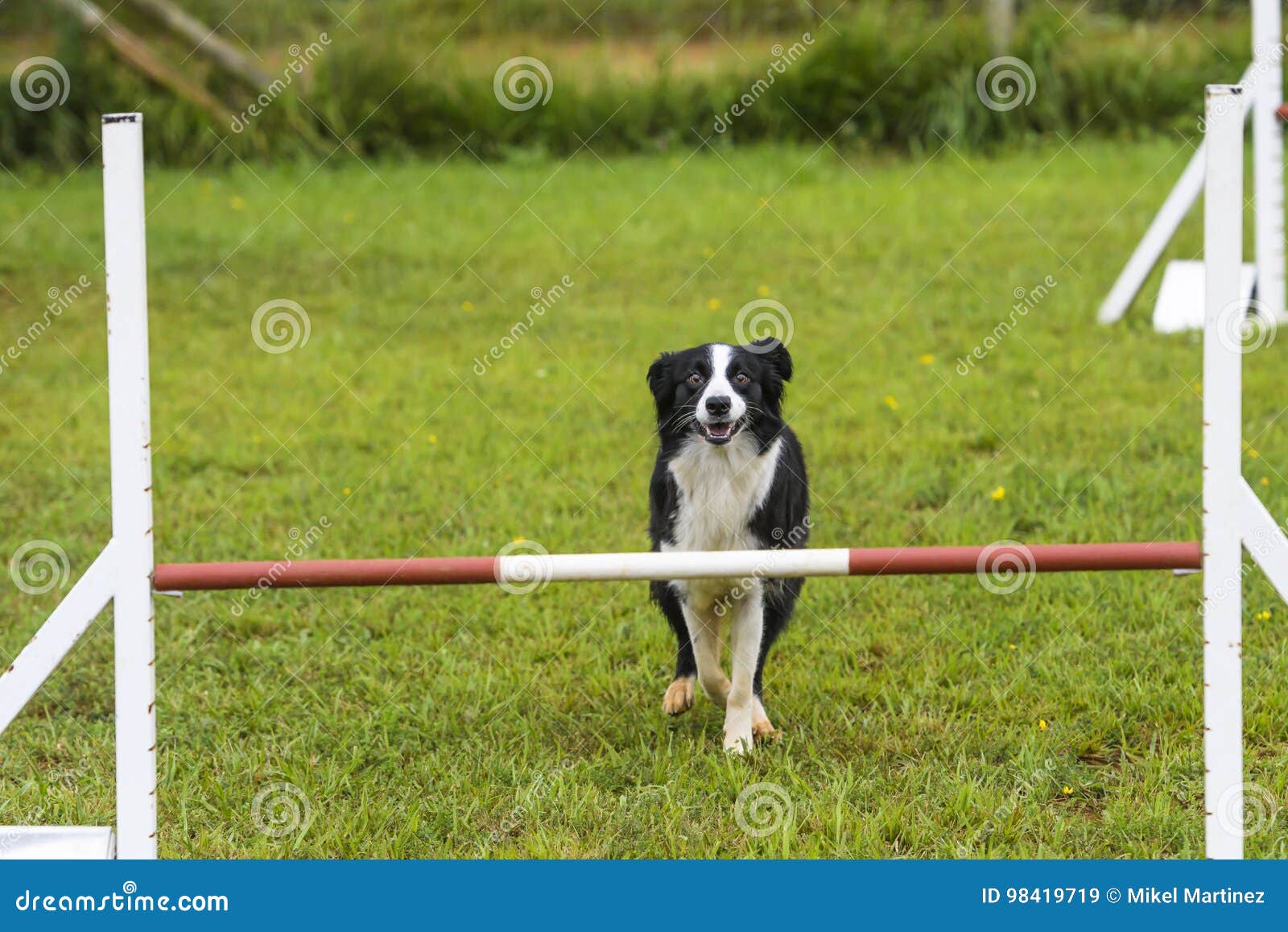 Perros En Una Competencia De La Agilidad Imagen de archivo editorial ...