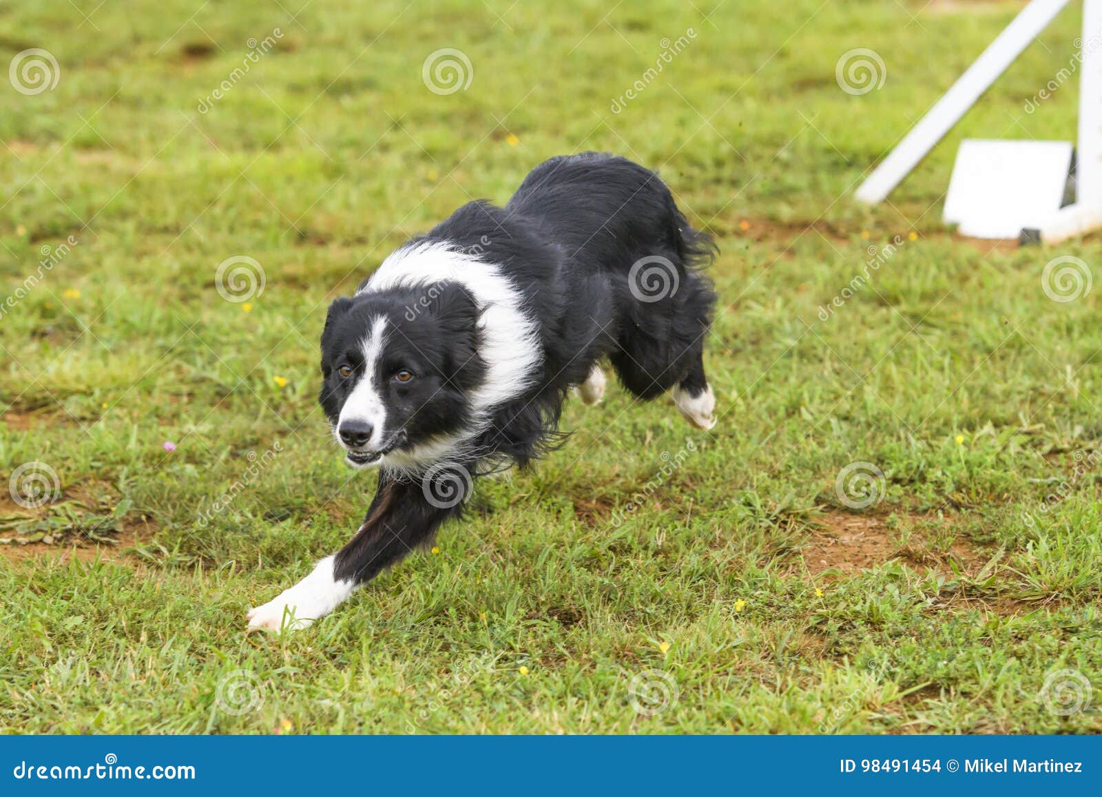 Perros En Una Competencia De La Agilidad Imagen de archivo editorial ...