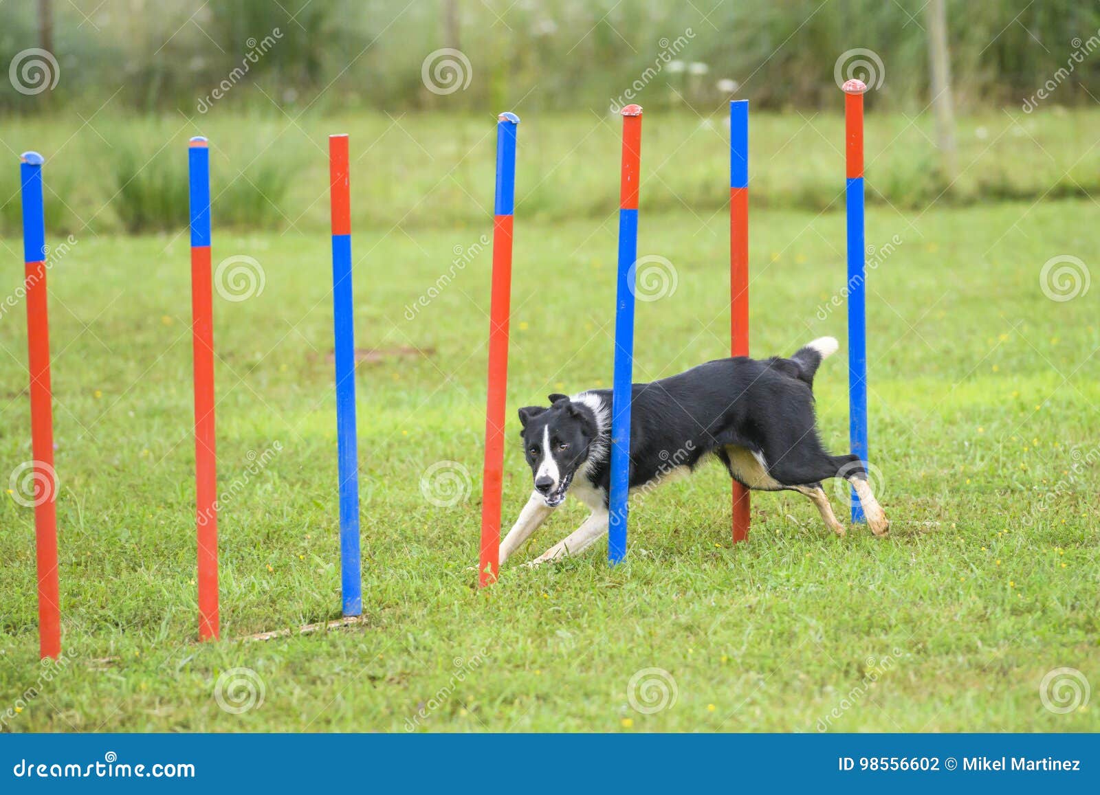 Perros En Una Competencia De La Agilidad Foto de archivo - Imagen de ...