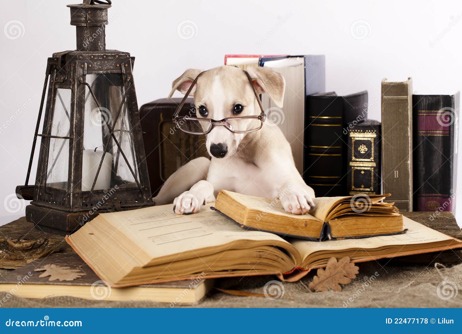 Perros En Vidrios Con Los Libros Foto de archivo - Imagen de perezoso ...