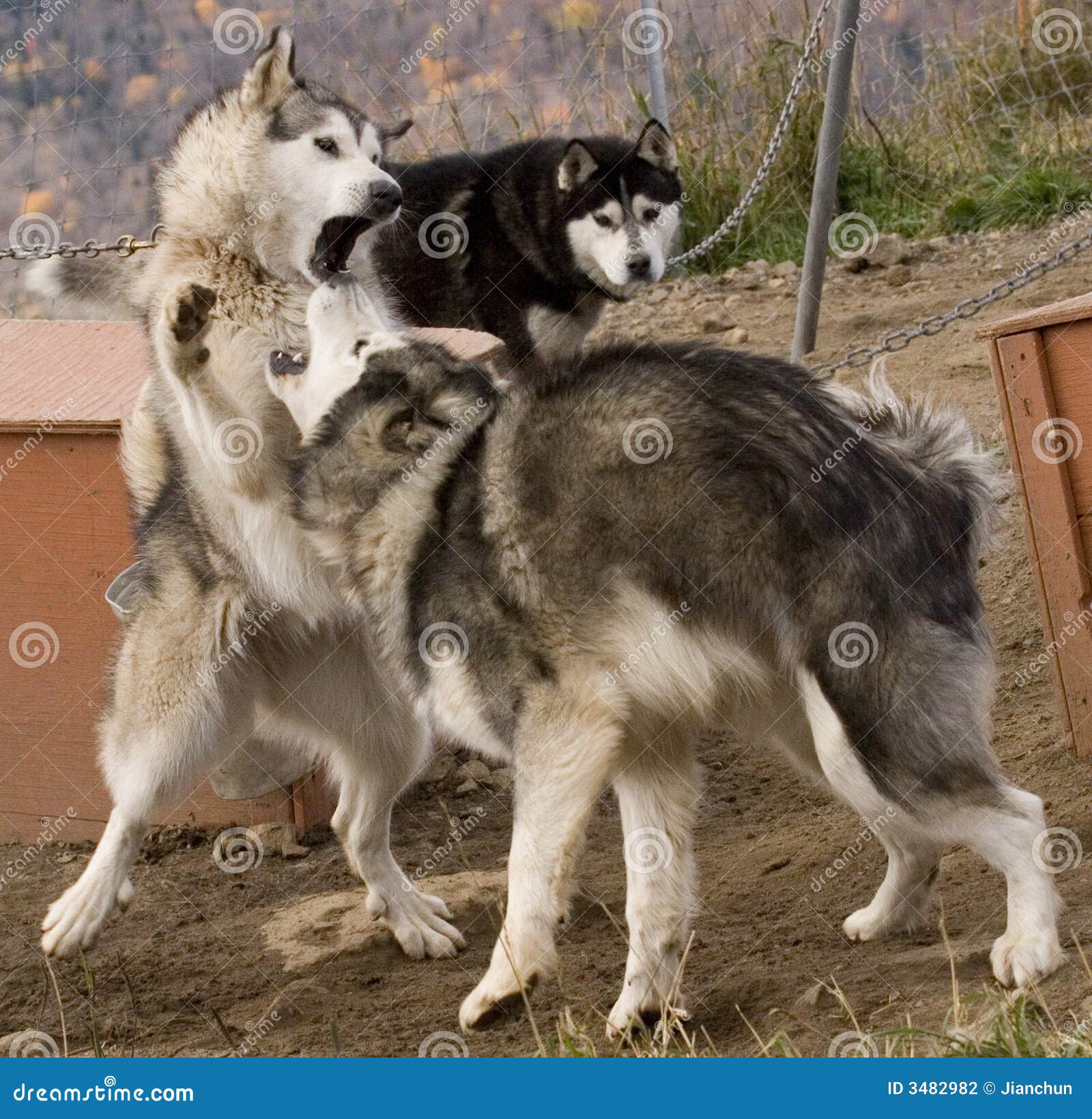 Perros esquimales foto de archivo. Imagen de mascota, esquimal - 3482982